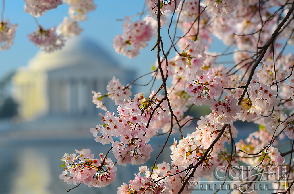 Jefferson Memorial – Cherry Blossom Festival! | Caryn Esplin | Fine Art ...